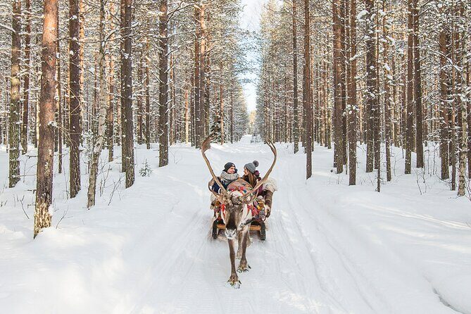 Reindeer Safari in Arctic Wilderness - Exploring the Reindeer Safari in Arctic Wilderness