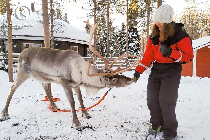 Reindeer Safari in Arctic Wilderness - Considerations and Tips