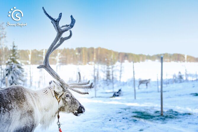 Reindeer Safari in Arctic Wilderness - Frequently Asked Questions