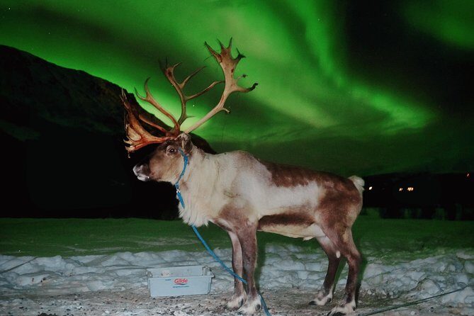 Reindeer Sledding and Feeding with Chance of Northern Lights Tromso - Who Should Do This Tour?