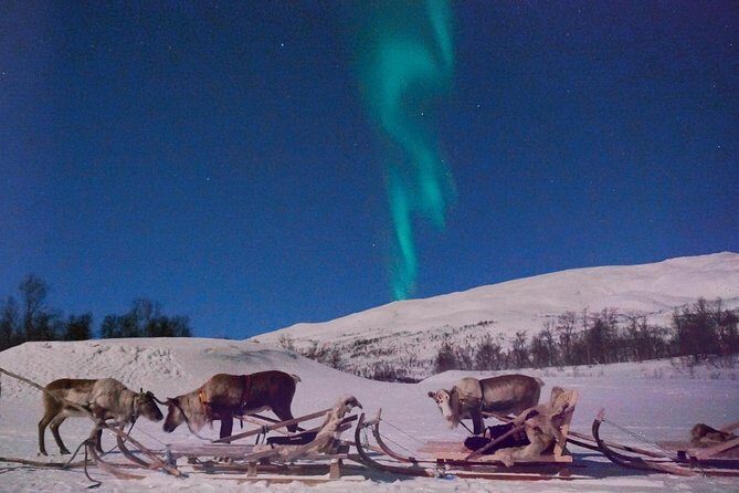 Reindeer Sledding and Feeding with Chance of Northern Lights Tromso - Final Thoughts