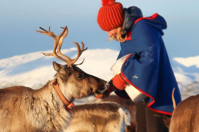 Reindeer Sledding Experience and Sami Culture Tour from Tromso - A Deep Dive into the Experience