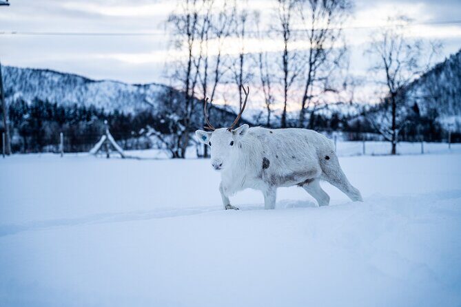 Reindeer Sledding, Feeding And Sami Culture At Reindeer Farm - Who Should Consider This Tour?