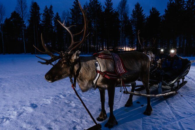 Reindeer Sleigh Ride Across the Night in Apukka Resort Rovaniemi - Final Thoughts
