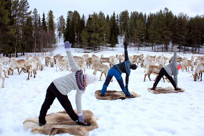 Reindeer yoga - Reindeer Yoga: A Unique Finnish Nature Experience