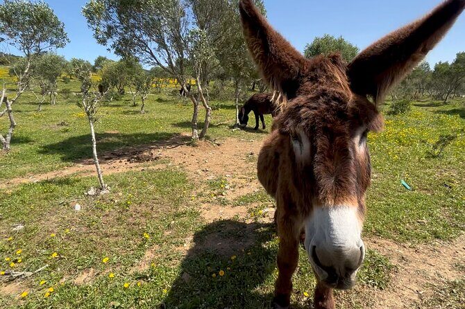 Relaxed E-bike in the backroads of Cascais and Sintra - What’s Included & What to Keep in Mind