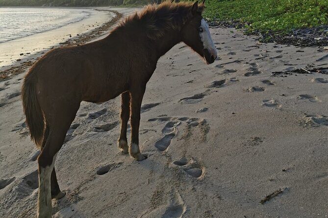 Relaxing Tours in Tropical Paradise Fiji - FAQ