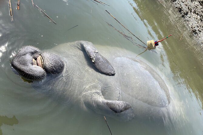 Rent Kayaks in Hilton Head Island - Price and Value Analysis