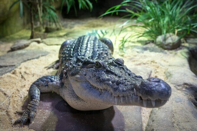 Reptile House Experience at Melbourne Zoo - excl. entry - What to Expect from the Reptile House Experience