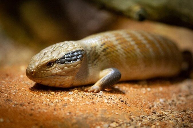 Reptile House Experience at Melbourne Zoo - excl. entry - Frequently Asked Questions (FAQs)