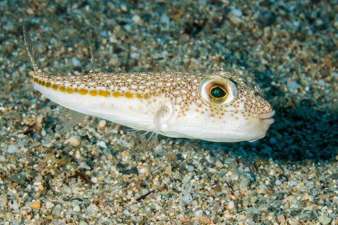 Research diving with a Marine Biologist in Crete - Final Thoughts