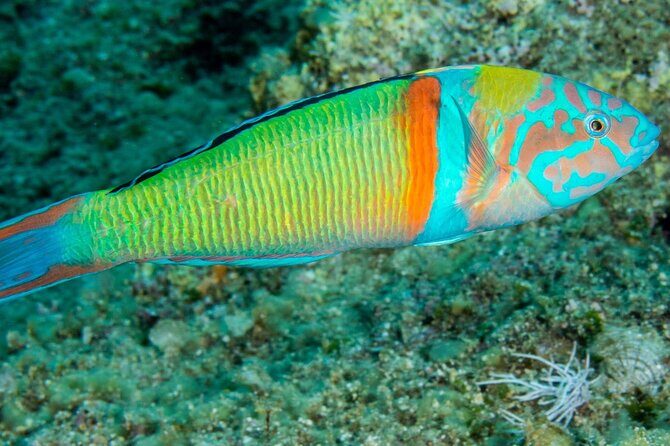 Research diving with a Marine Biologist in Crete - FAQs