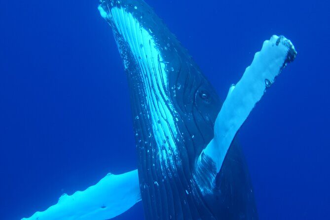 Respectful whale excursion to Tahiti in 4h30 - How the Tour is Structured