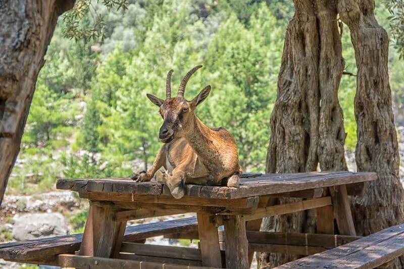 Rethymno Bali & Panormo: Samaria Gorge16 km Hike Experience - Key Points  