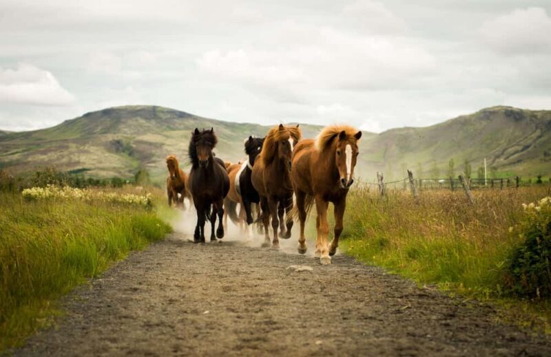 Reykjadalur: Horseback Riding Tour for Families & Beginners - An In-Depth Look at the Reykjadalur Horseback Riding Tour