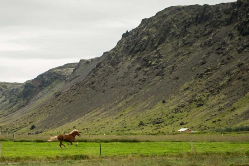 Reykjadalur: Horseback Riding Tour for Families & Beginners - FAQs  
