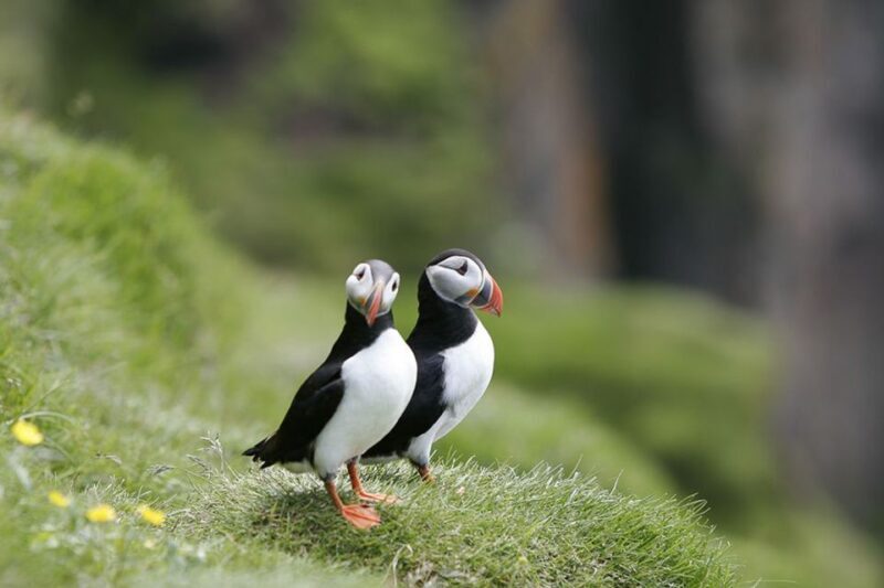 Reykjavik: 1-Hour Puffin Watching Tour - Key Points