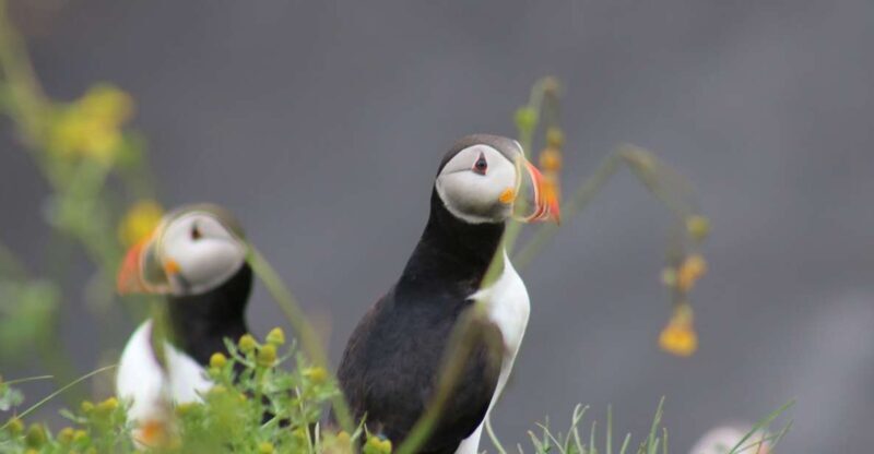 Reykjavik: 1-Hour Puffin Watching Tour - An Authentic Look at the Puffin Watching Experience