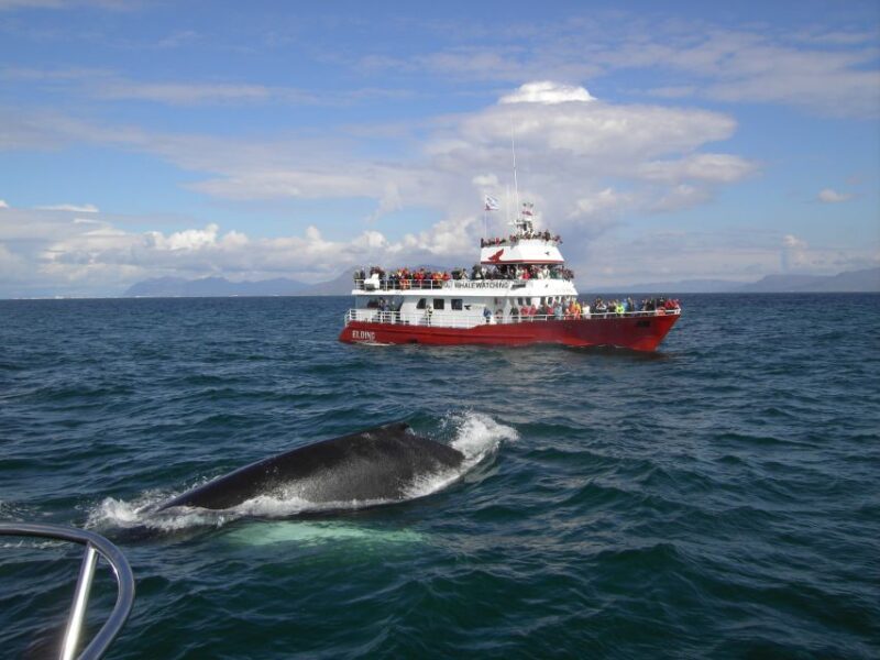 Reykjavik: ATV Ride & Whale Watching Boat Tour - Key Points