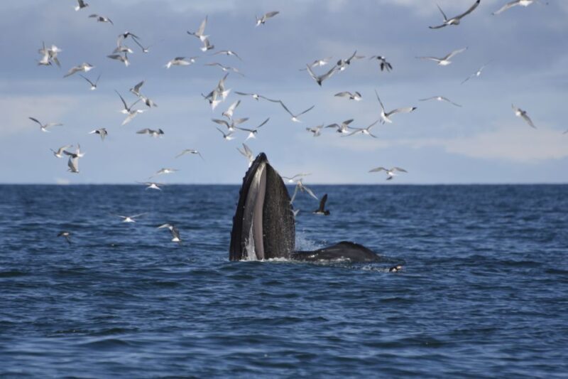 Reykjavik: ATV Ride & Whale Watching Boat Tour - What Sets This Tour Apart?