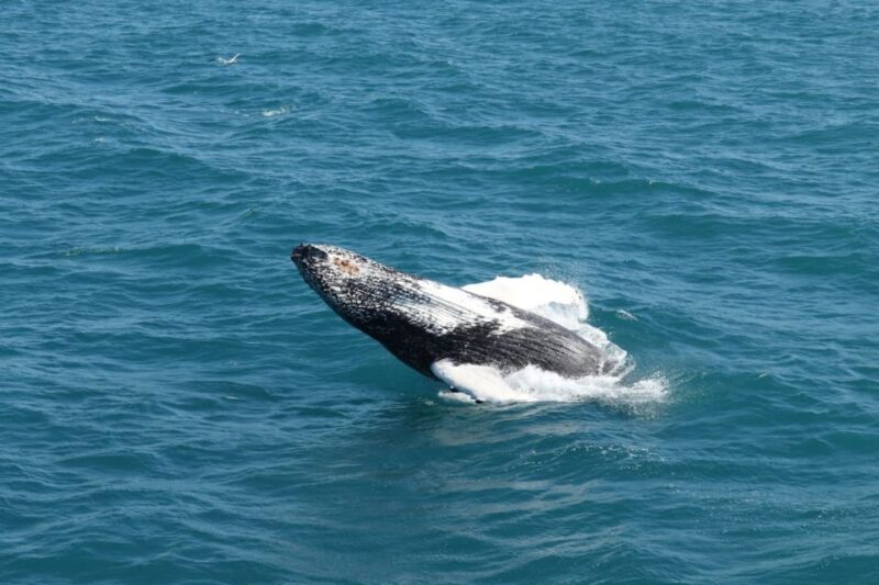 Reykjavik: Best Value Whale Watching Boat Tour - The Experience: What to Expect from Reykjavik’s Whale Watching Tour