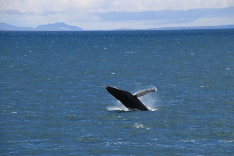 Reykjavik: Best Value Whale Watching Boat Tour - The Real Deal: What Past Travelers Say