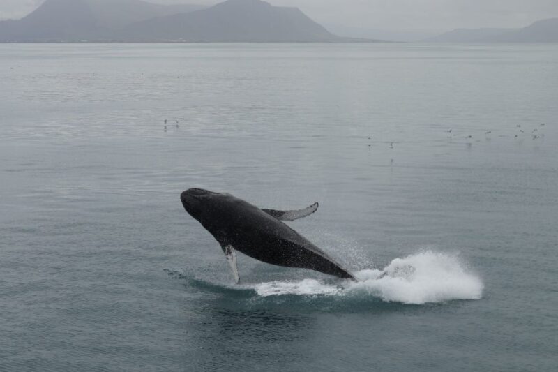 Reykjavik: Best Value Whale Watching Boat Tour - Who Should Book This Tour?