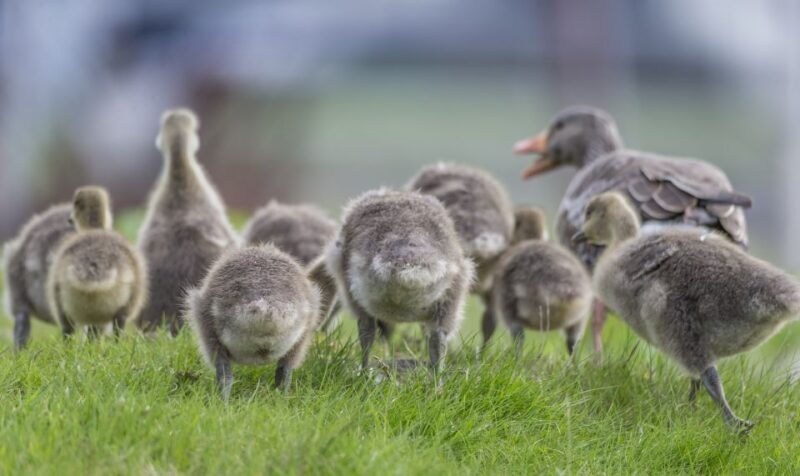 Reykjavík City Card - How to Swap Your Voucher and Start Exploring  