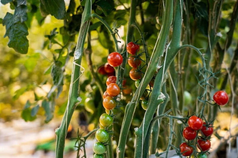 Reykjavik: Full-Day Golden Circle & Geothermal Greenhouse - Who Would Love This Tour?