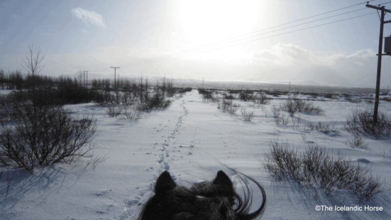 Reykjavík: Horse Riding Tours - Who Will Love This Tour?