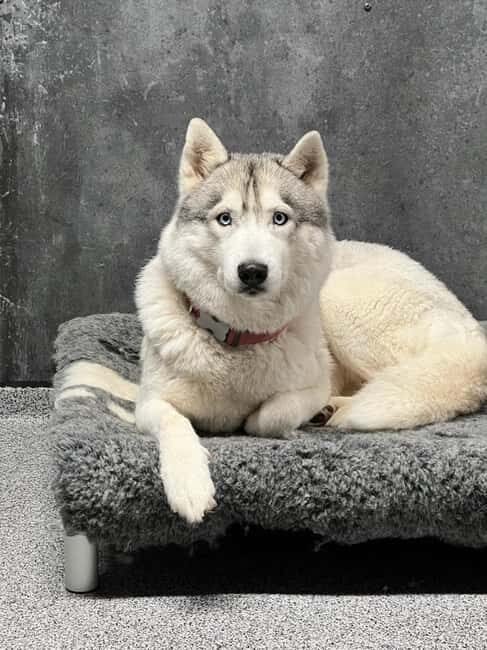 Reykjavík: Husky Kennel Visit with Hot Drinks - What to Expect from Your Husky Kennel Visit