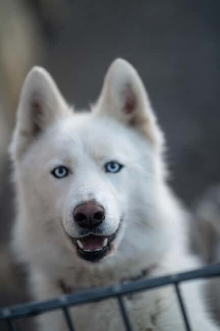 Reykjavík: Husky Kennel Visit with Hot Drinks - Who Will Love This Tour?