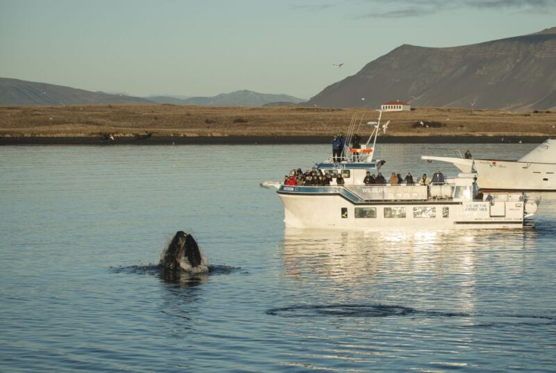 Reykjavík: Midnight Sun Whale Watching Cruise - What Travelers Are Saying