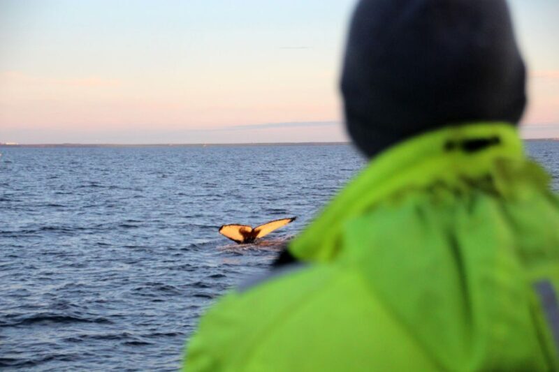 Reykjavík: Midnight Sun Whale Watching Cruise - FAQ
