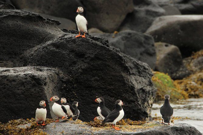 Reykjavik Premium Puffin tour | Close Up and Personal - Authentic Experiences from Travelers