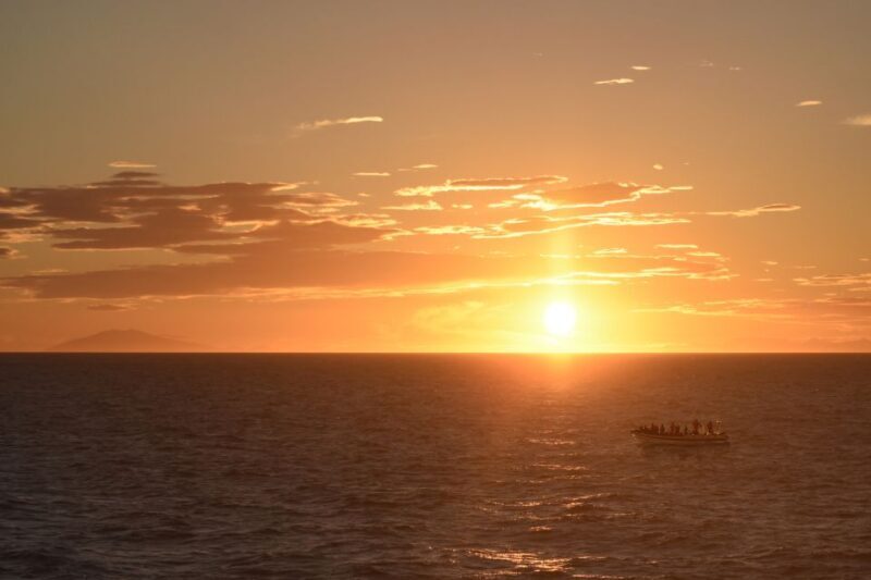 Reykjavik: Premium Whale and Puffin Watching Evening Tour - Key Points