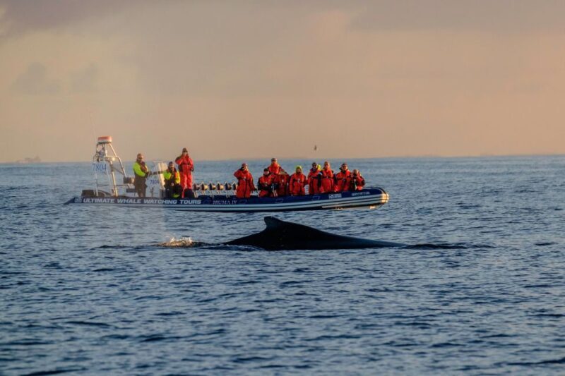 Reykjavik: Premium Whale Watching with Flexible Ticket - Pricing and Value