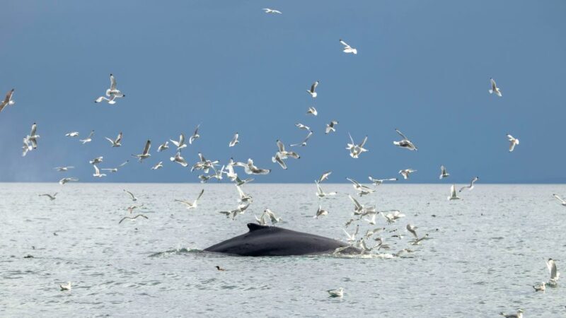 Reykjavik: Premium Whale Watching with Flexible Ticket - Authentic Feedback and Practical Tips
