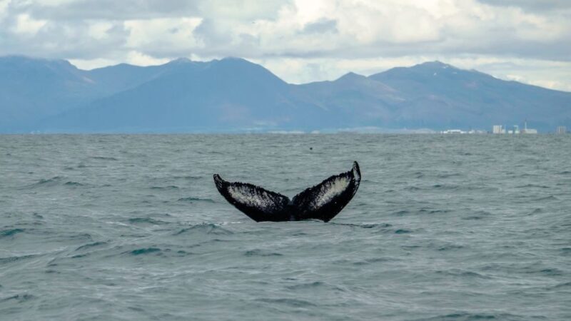 Reykjavik: Premium Whale Watching with Flexible Ticket - The Sum Up: Is it Worth It?