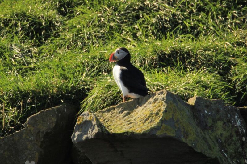 Reykjavik: Puffin Watching Tour - An In-Depth Look at the Puffin Watching Tour