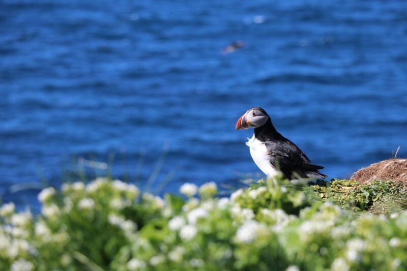 Reykjavik: Puffin Watching Tour - Final Thoughts: Is It Worth It?