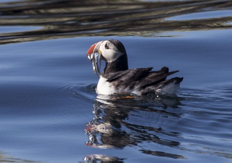 Reykjavik: Puffin Watching Tour by RIB Speedboat - An In-Depth Look at the Puffin Watching Tour