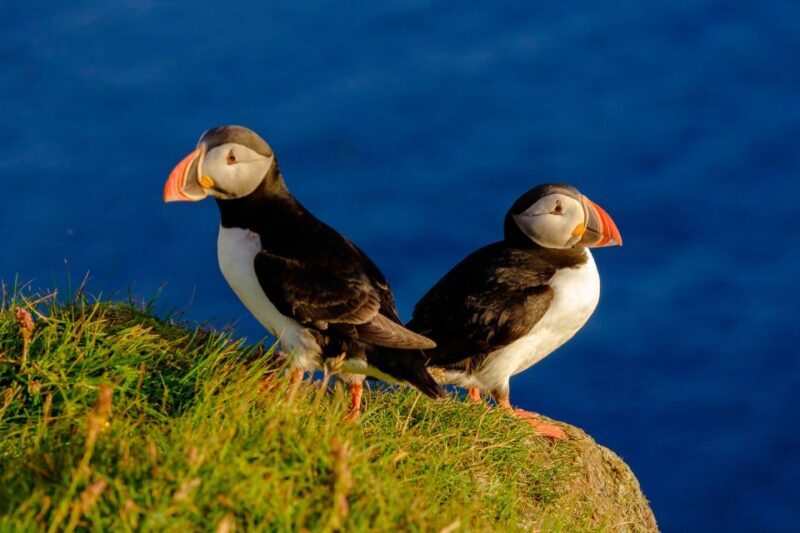 Reykjavik: Puffin Watching Tour - The Value of This Puffin Tour