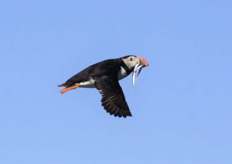Reykjavik: Puffin Watching Tour - Practical Tips & Considerations