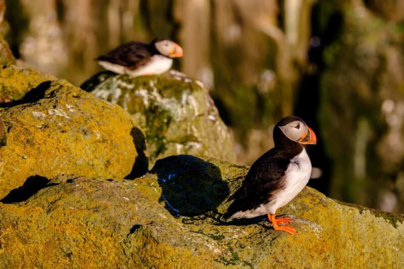 Reykjavik: Puffin Watching Tour - FAQ