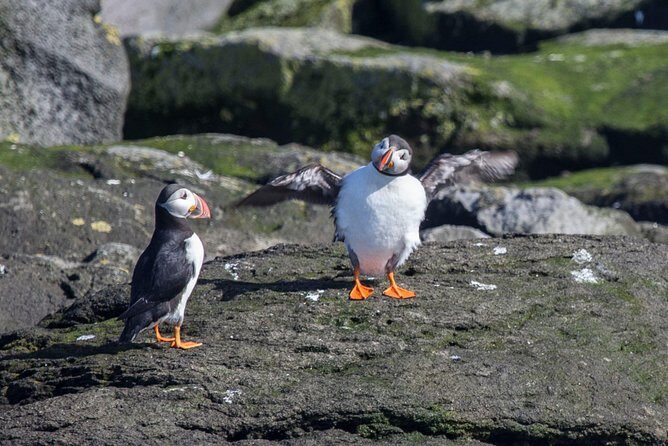 Reykjavik Shore Excursion: Puffin Sightseeing Cruise - FAQs