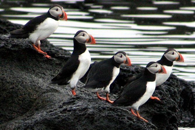 Reykjavik Shore Excursion: Puffin Sightseeing Cruise - Final Thoughts