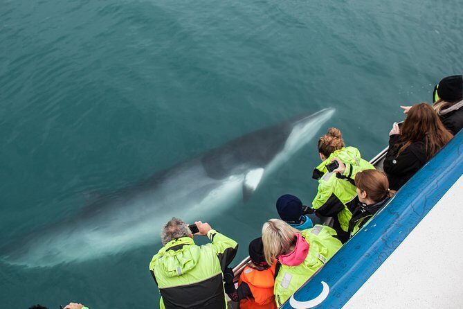 Reykjavik Shore Excursion: Whale-Watching Cruise - An In-Depth Look at the Whale-Watching Experience