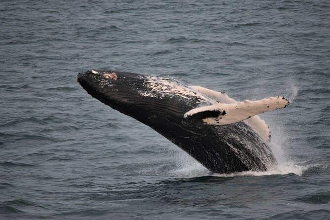 Reykjavik Shore Excursion: Whale-Watching Cruise - FAQ