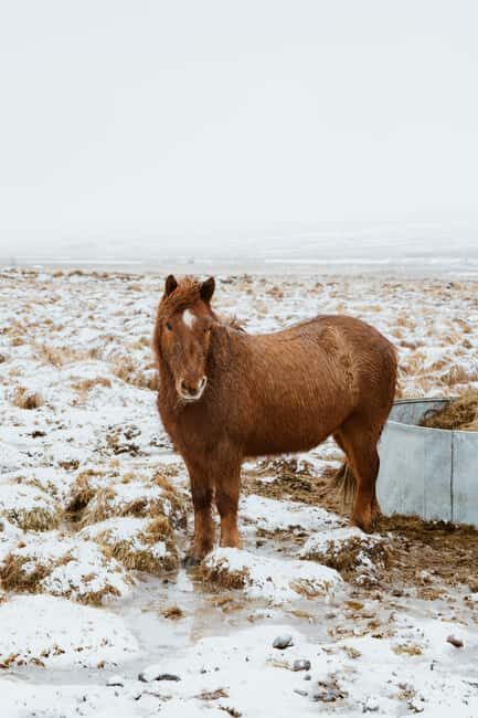 Reykjavik: Silver Circle + Ice Tunnel, Baths, or Lava Cave - The Itinerary: What You Can Expect